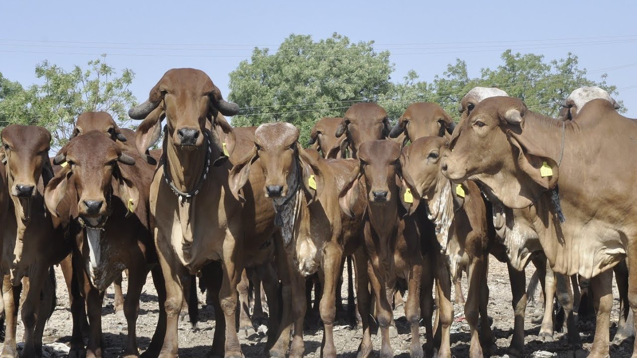 GIR BULL GAREDIYO -2 | TOP BLOOD LINE GIR GOU DHAN| 9913191340 ...