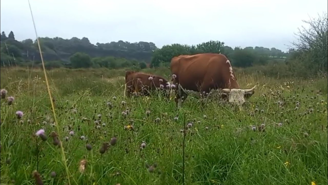 I'm not sure of anything anymore. mob grazing cattle in Ireland cow ...