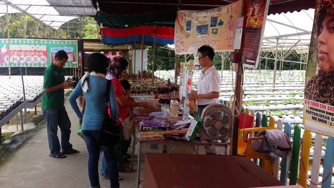 Mini Cameron Highland - YouTube