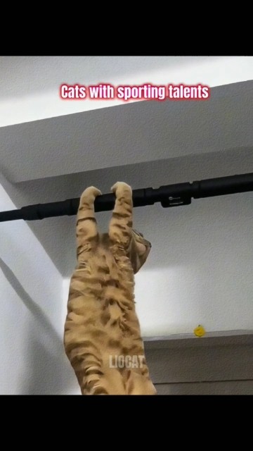Cats with their sporting skills - YouTube