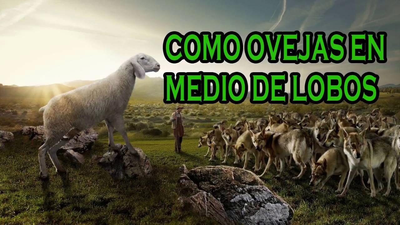 Somos Ovejas en medio de Lobos! Sed Prudentes - YouTube