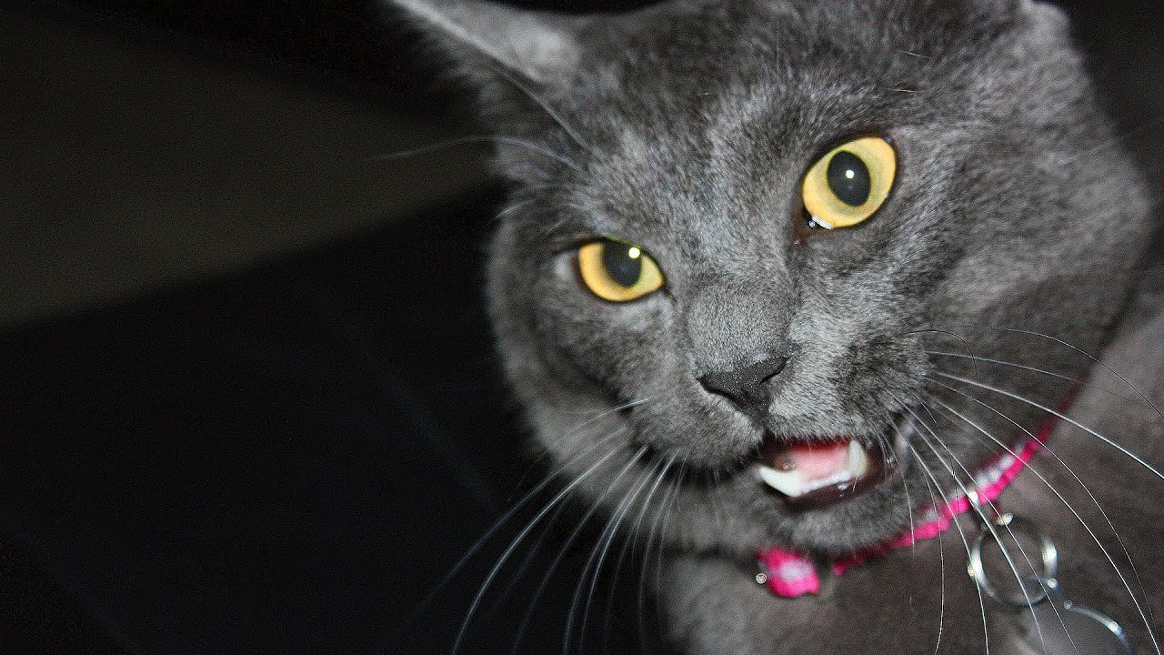 Cats doing Bad Things #17 - YouTube