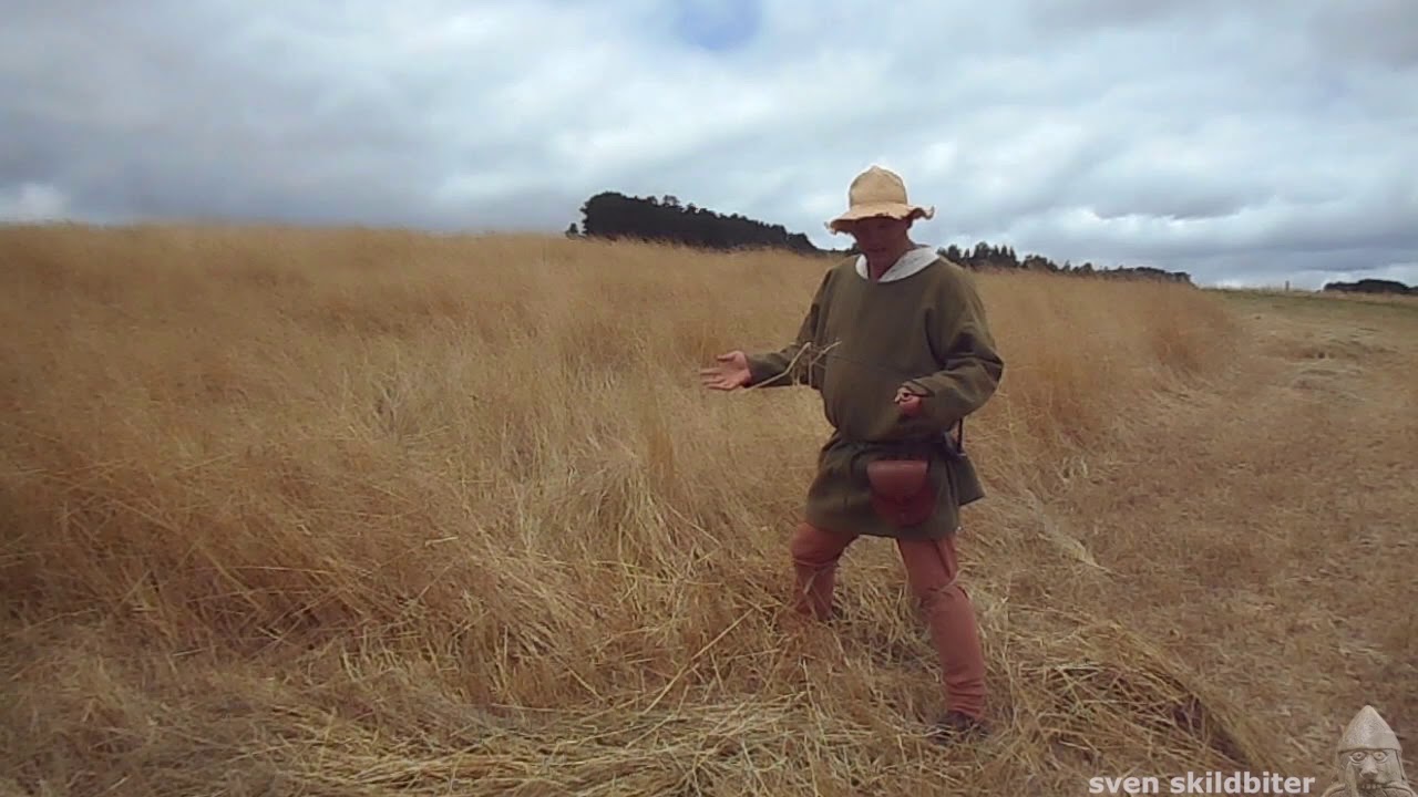 Harvesting oats, the medieval process and tools. - YouTube