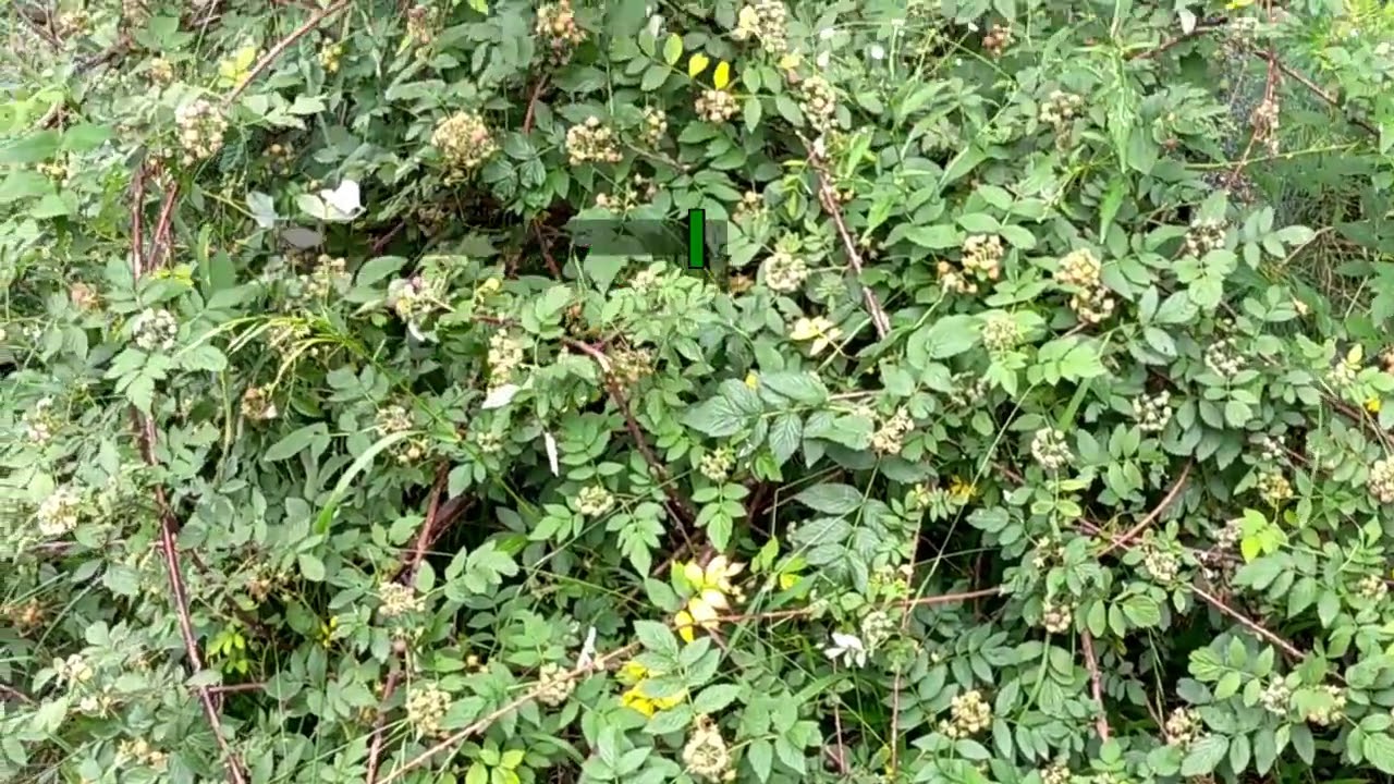 Fruits in Hndu kush and Himalayan Range - YouTube