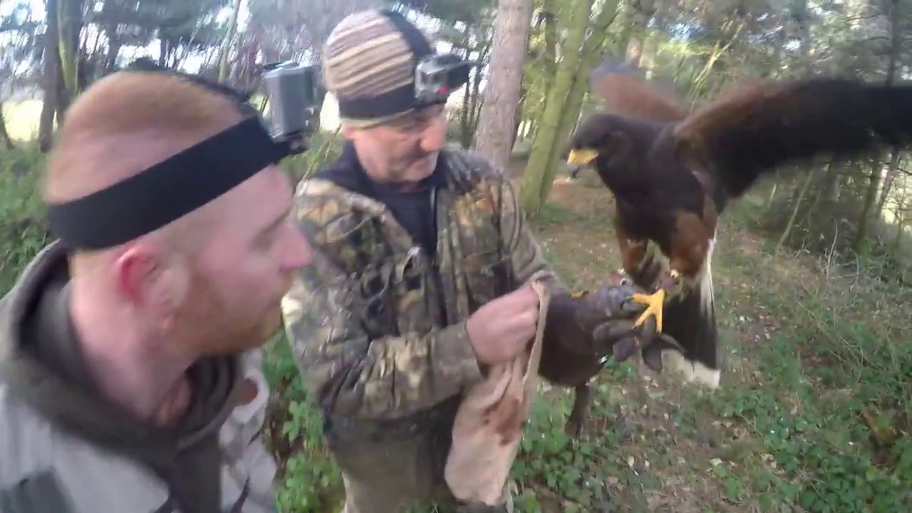 Hunting with Harris Hawks. February 2017 Part 4. - YouTube