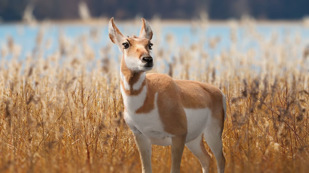 CGI 3D Animated Animal in Blender | Pronghorn Antelope - YouTube