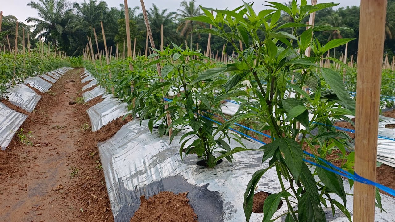 sios tavi 25 hst.. cara pemasangan lanjaran secara cepat lahan ke 6 ...