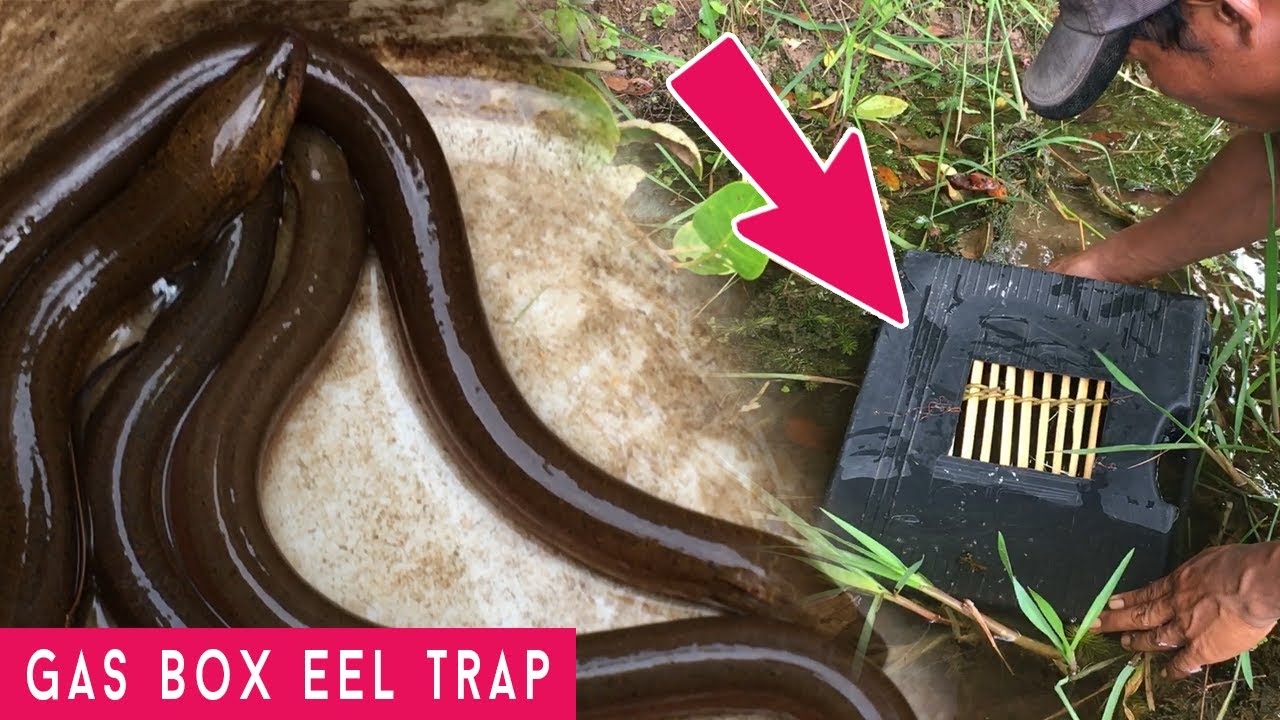 Brilliant Man Make Quick Eel Trap Using Box Gas With Bamboo, Easy Trap ...