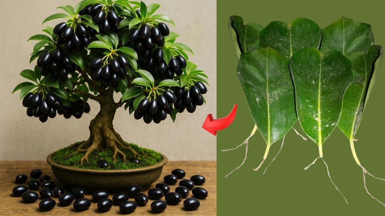 How to propagate java plum trees Cutting faster with leaves | How to ...