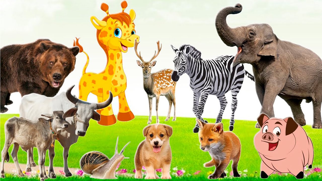 With These Animal Sounds, Nature Becomes More Varied Cows, Dogs, Owls ...