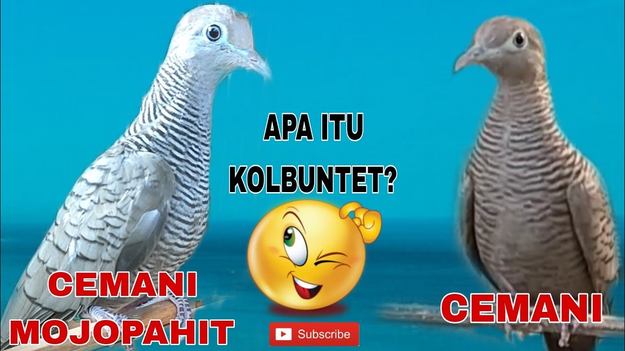 Perbedaan Perkutut Cemani Dan Cemani Majapahit - YouTube