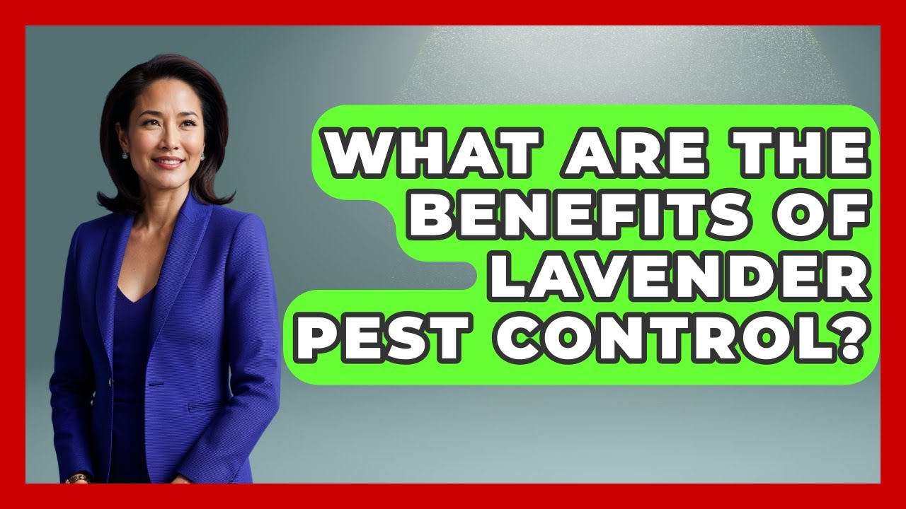 What Are The Benefits Of Lavender Pest Control? - Insects and Invaders ...