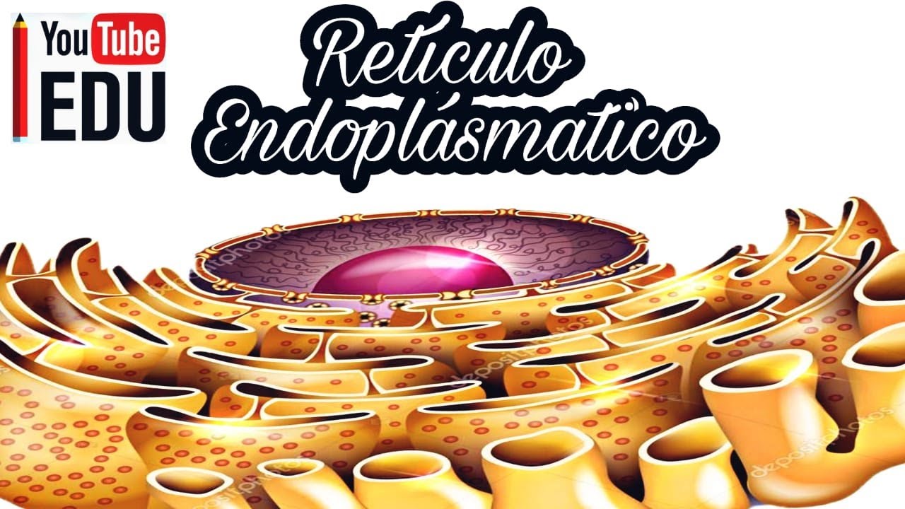 Reticulo Endoplasmatico Rugoso Sem Rotulo