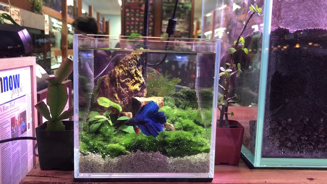 Low-Tech Aquascaped Planted Betta Tank - Ultum Nature Systems 16C ...