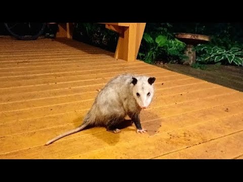 Peter Possum Is Back To Steal Cat Food - YouTube