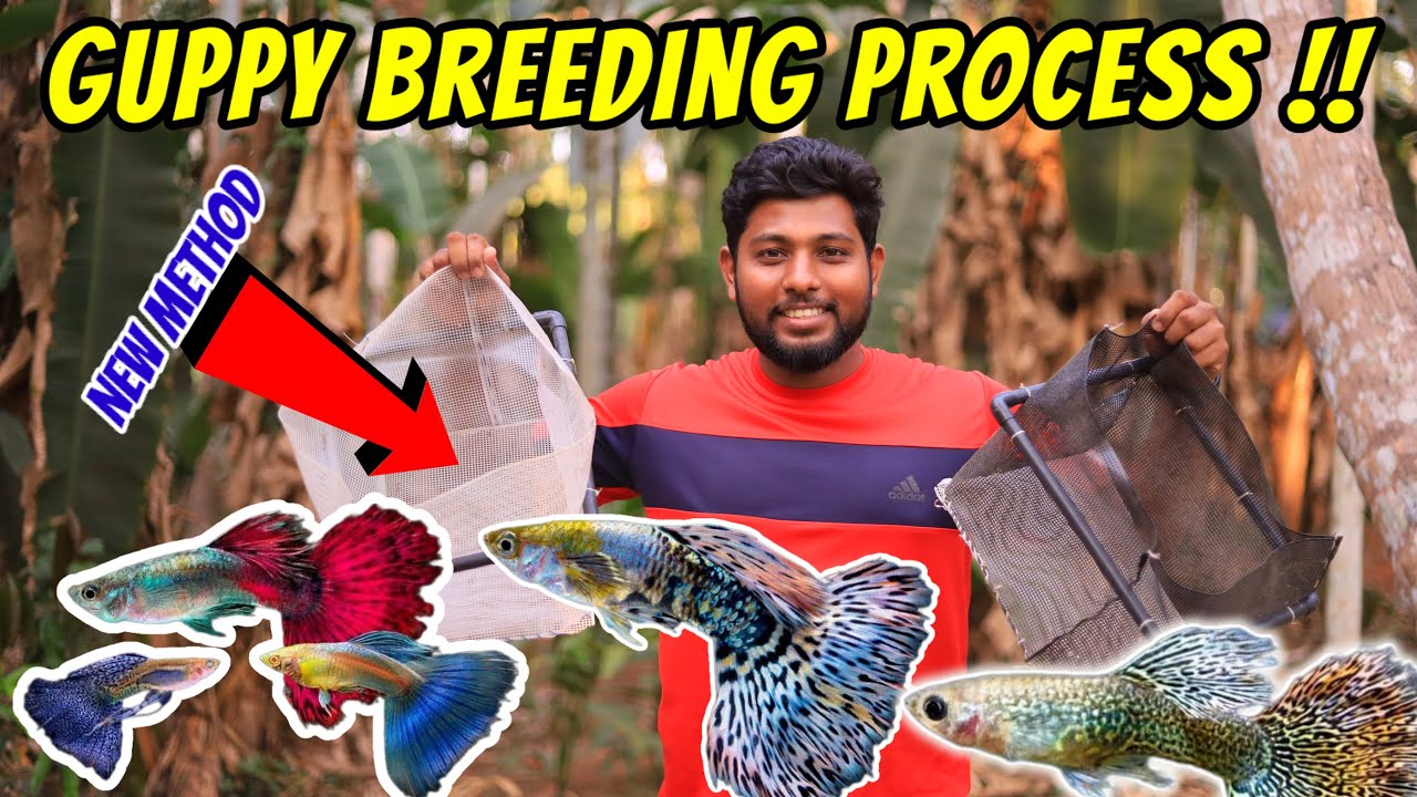 🐠 Guppy Fish Breeding Process | எல்லா சந்தேகமும் Clear ஆகிடுச்சு 🤩 ...