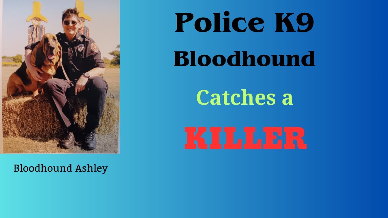 K9 Bloodhound Handler: The Challenges and Rewards - YouTube
