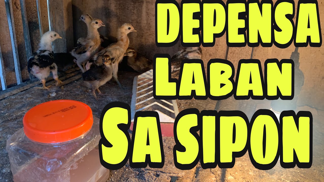 PAANO MAIWASAN ANG SIPON NG ATING SISIW - YouTube