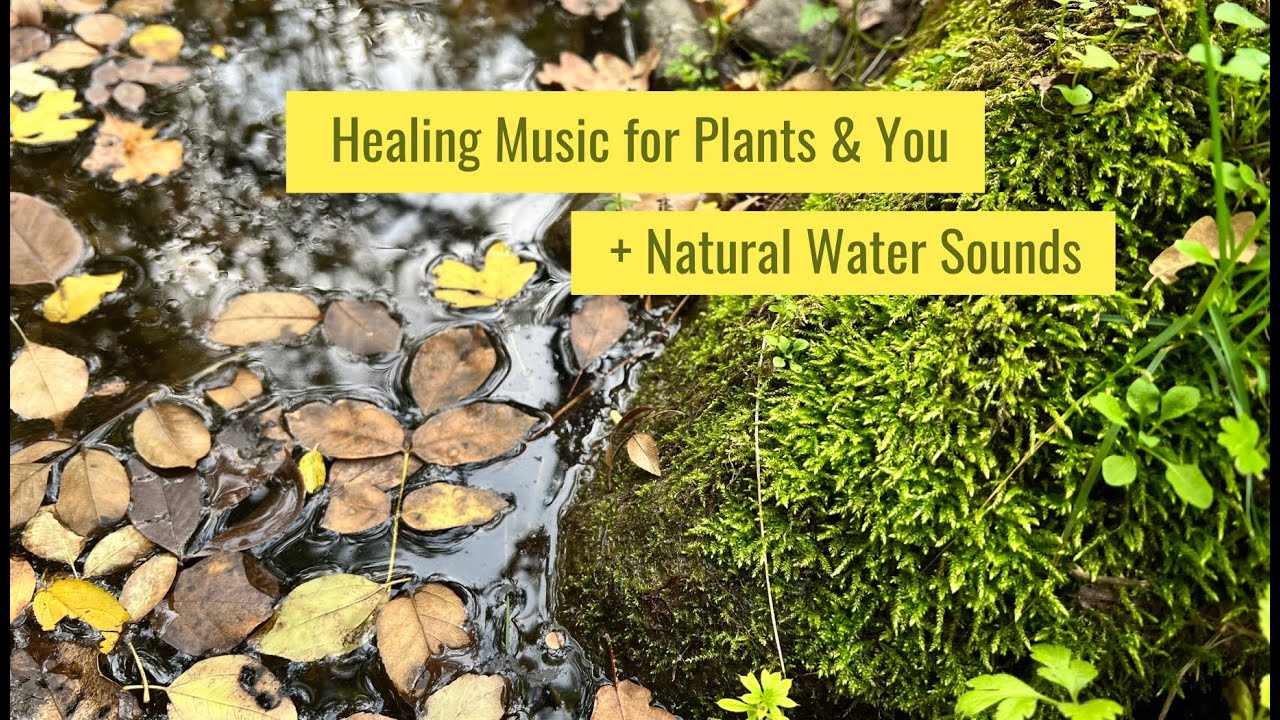 Healing Frequency for Plants & Humans | Deeply Relaxing Music with ...