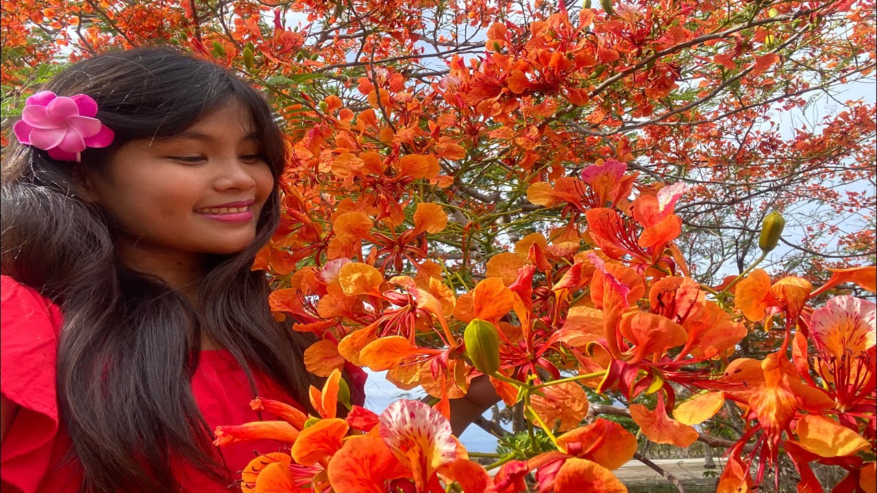 Introduction with the Saipan Flame Tree Blossoms || CNMI USA - YouTube