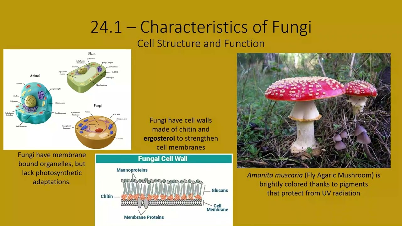 Fungi Structure And Characteristics
