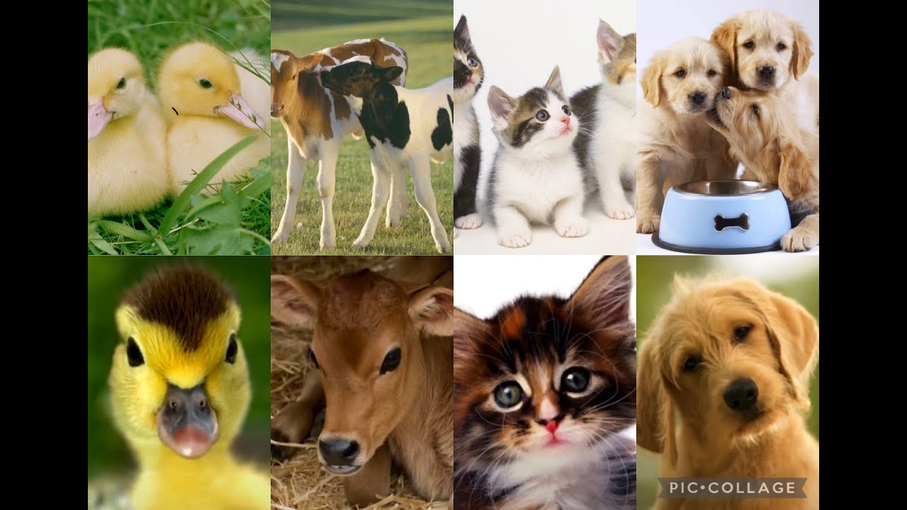 Baby Mozart (2008 - 2010): Animals SFX - YouTube