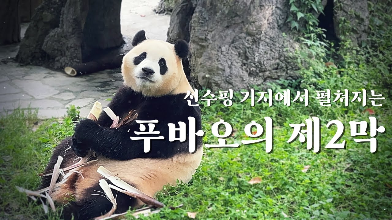 7월 Ep22 푸바오를 만나러 중국 청두로 선수핑 기지에서 펼쳐지는 푸바오의 제2막 Youtube