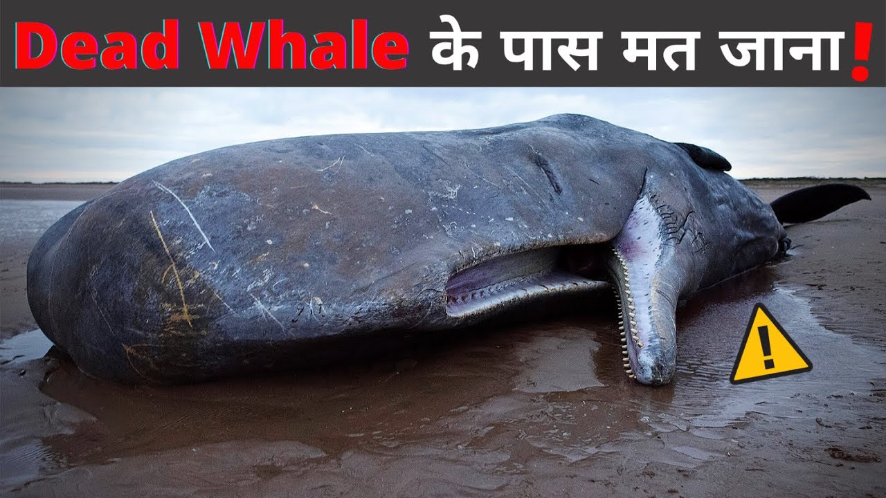 मरी हुई whale खतरनाक क्यों होती | Why do dead whales explode? Marine ...