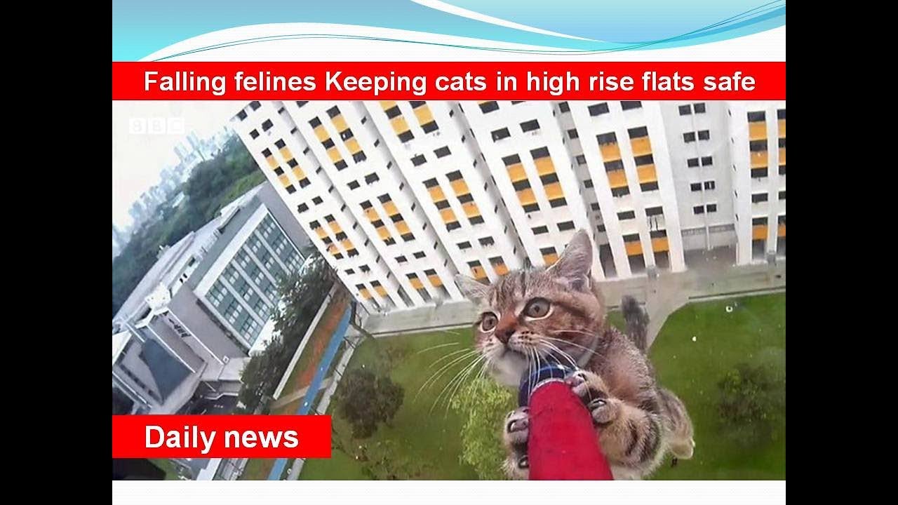Falling felines Keeping cats in high rise flats safe - YouTube