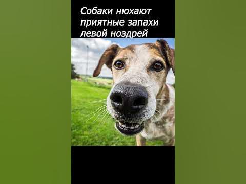 собаки нюхают приятные запахи - YouTube