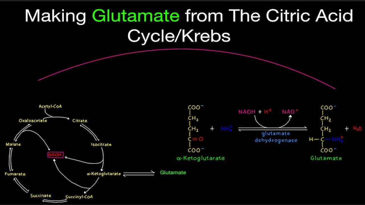 Biochemistry: Making Glutamate from the Krebs Cycle!?!? (The Citric ...