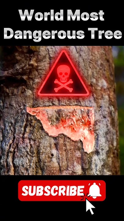 "World Most Dangerous Tree" - YouTube