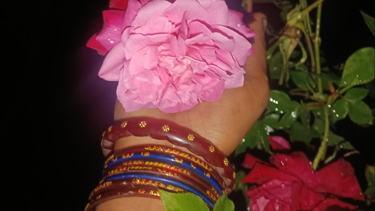 এত সুন্দর গোলাপ ফুল গাছ। golap ful , golap - YouTube