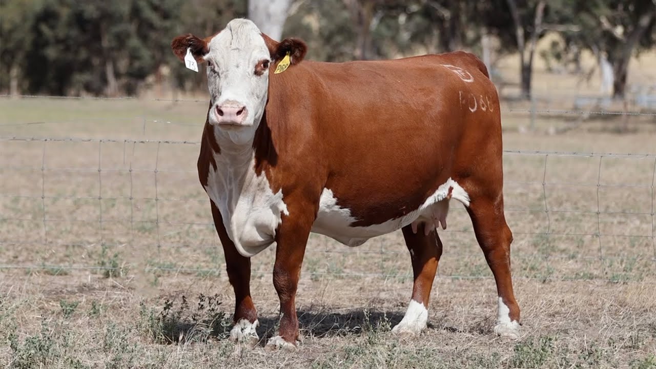 Lot 73 DAYP068 Days Whiteface Mature Cow Dispersal 2025 - YouTube