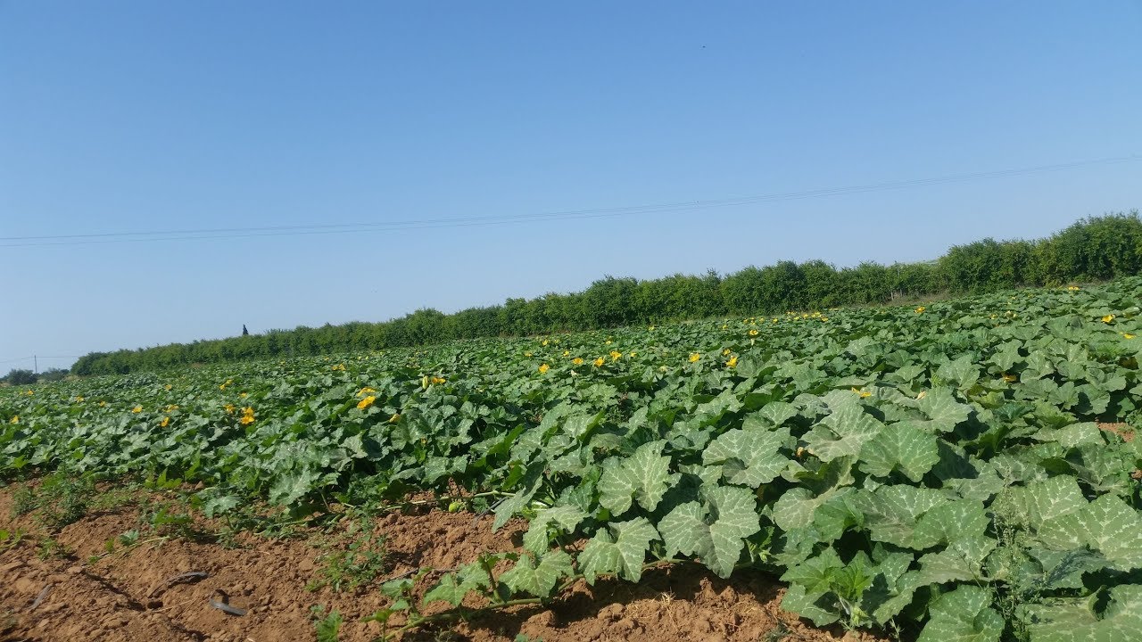 Voyage à tiflet مدينة تفليت - YouTube