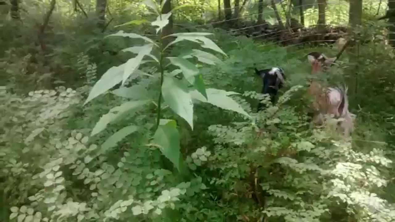 Goats in portable pen - YouTube