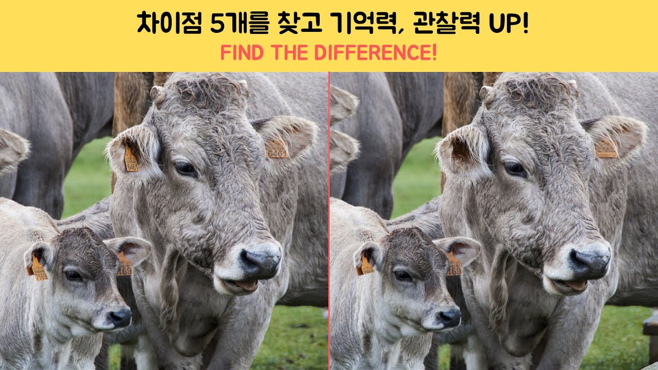 【치매예방틀린그림찾기】👀👌차이점5개 찾고 젊은두뇌 되찾기🧠기억력집중력관찰력 기르기【findthedifference다른
