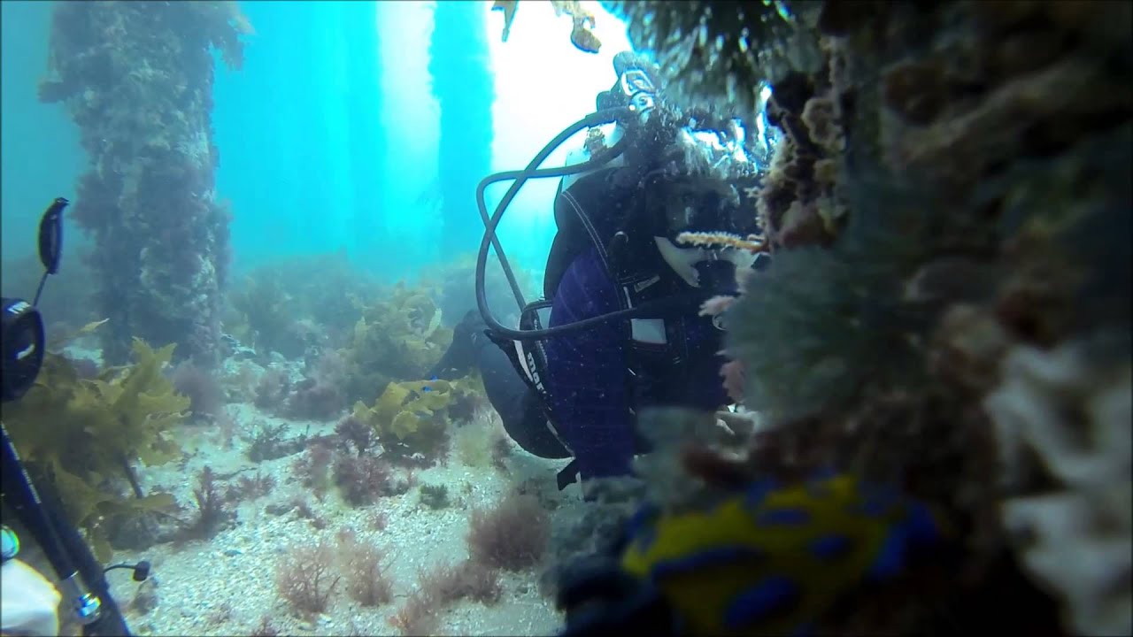 Portsea Pier Dive - YouTube