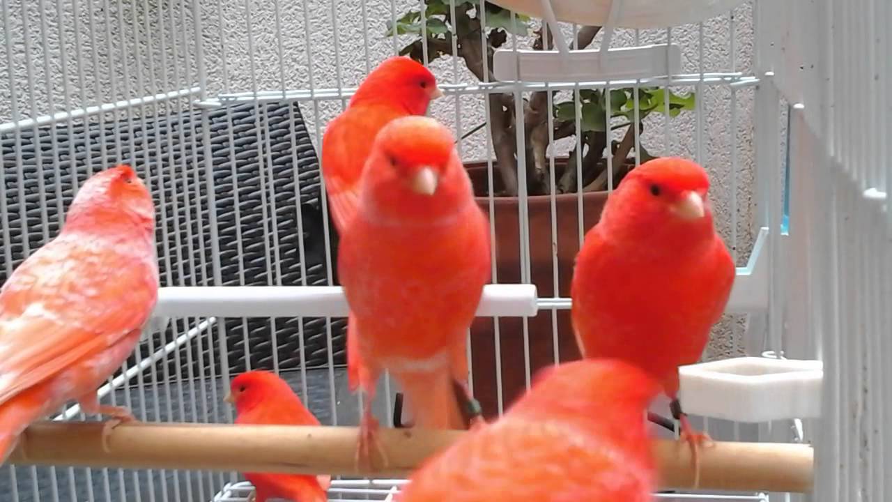 canarios rojos - YouTube