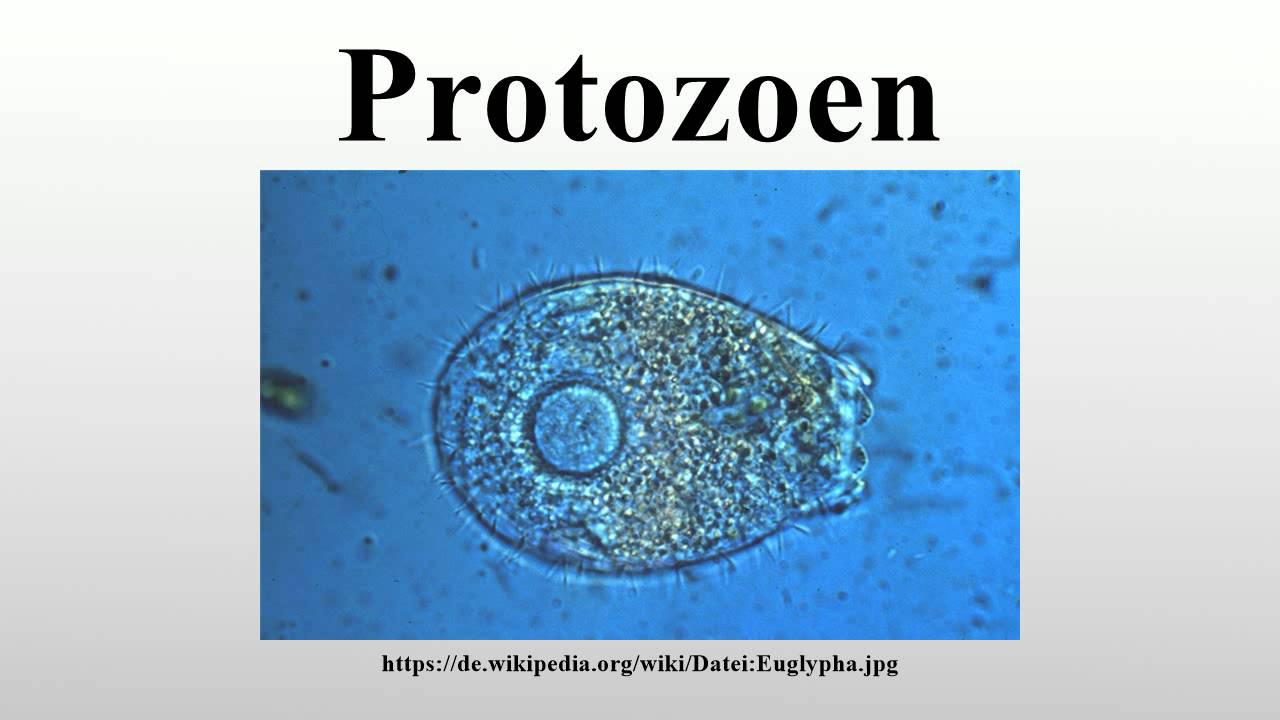 Protozoen - YouTube