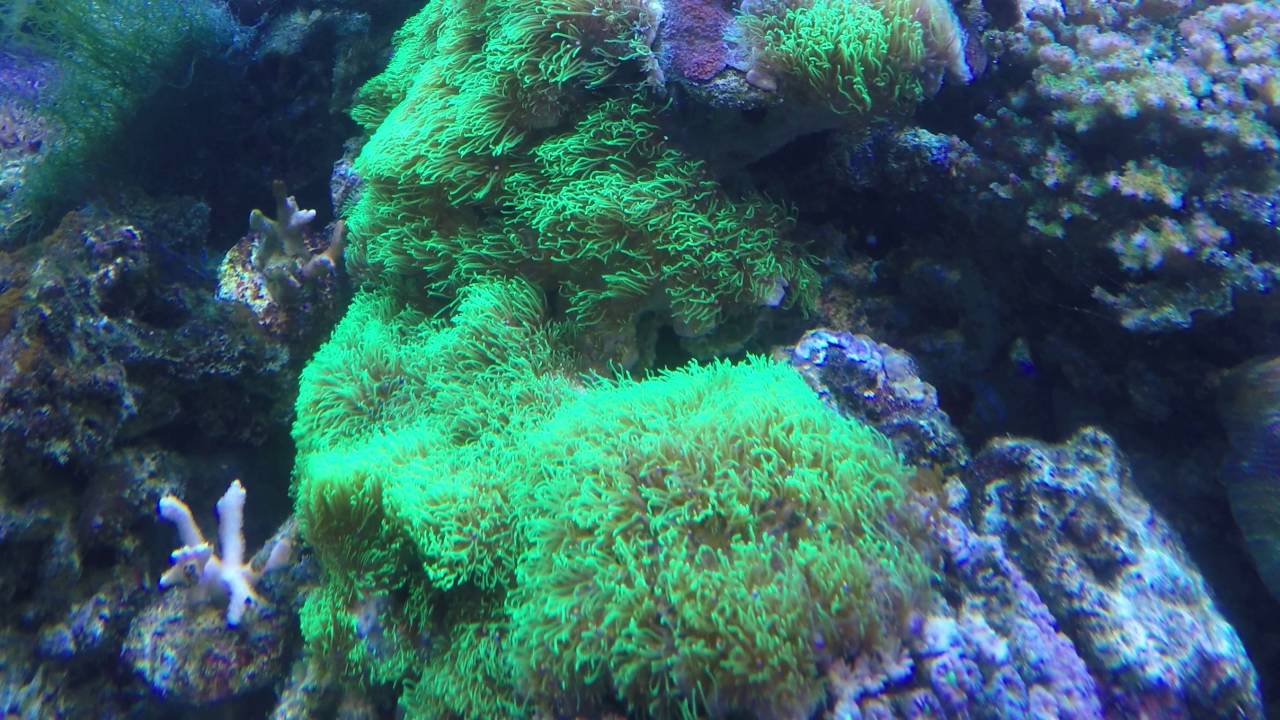 Pachyclavularia Viridis - YouTube