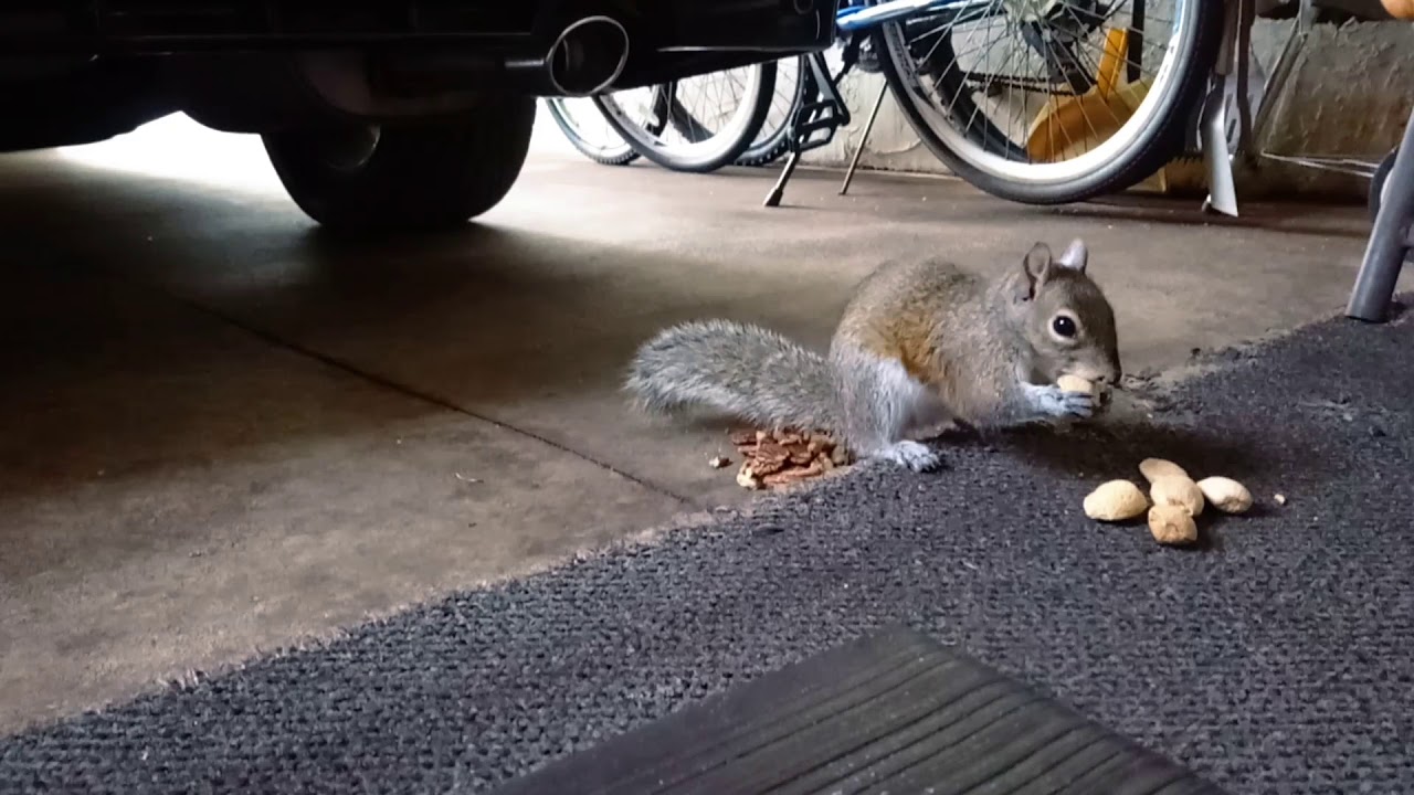 Thursday Squirrels Stories - YouTube
