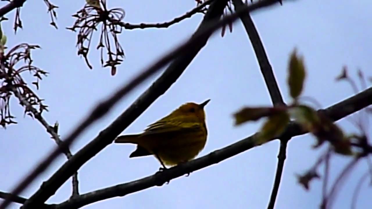 Yellow Warbler singing - YouTube