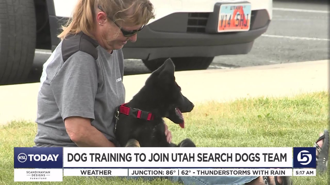 What Breed Of Dog Does The Us Secret Service Exclusively Use