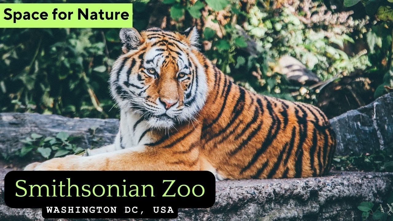 A 23-Minute Adventure: Exploring the Smithsonian Zoo | Washington DC ...