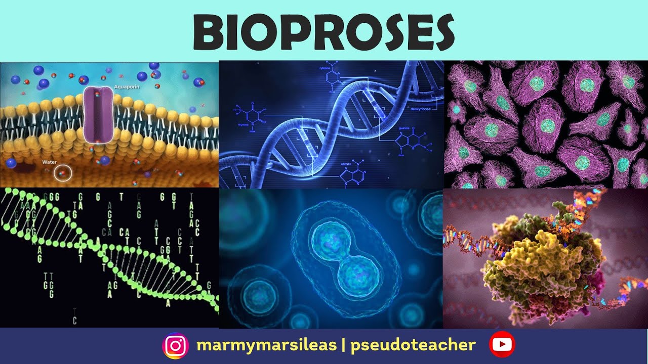 Bioproses part-2 Replikasi dna - YouTube