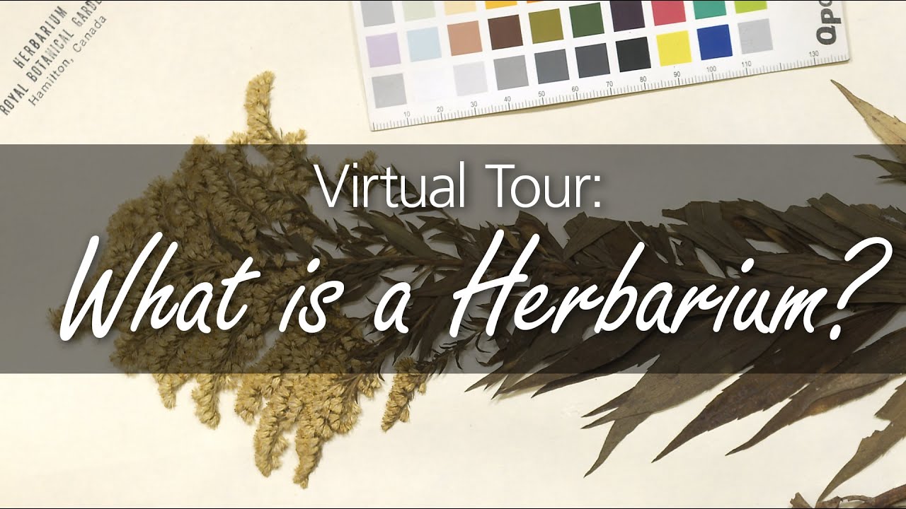 Virtual Tour: Herbarium - YouTube