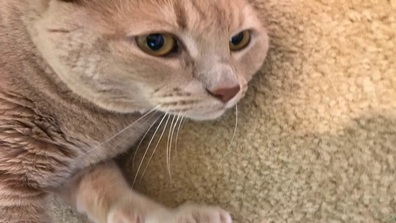 Begone Thot 🐱🐱🐱🐱🐱🐱🐱🐱🐱🐱🐱 cat; comedy; parody - YouTube
