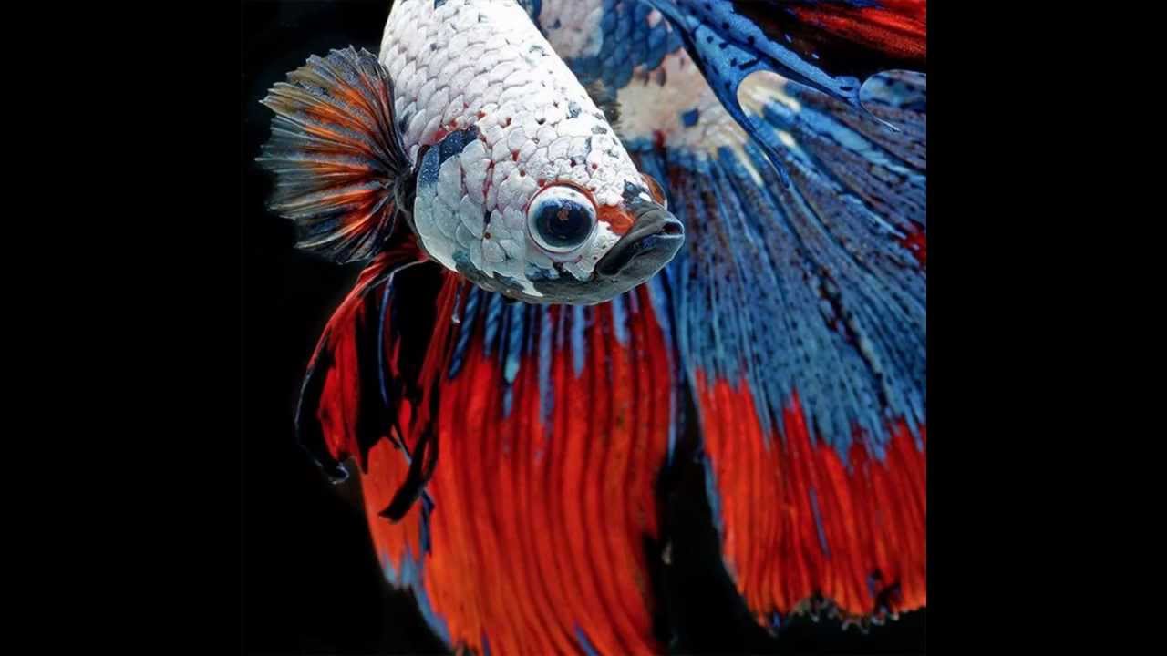Beautiful Siamese Fighting Fish (HD1080p) - YouTube