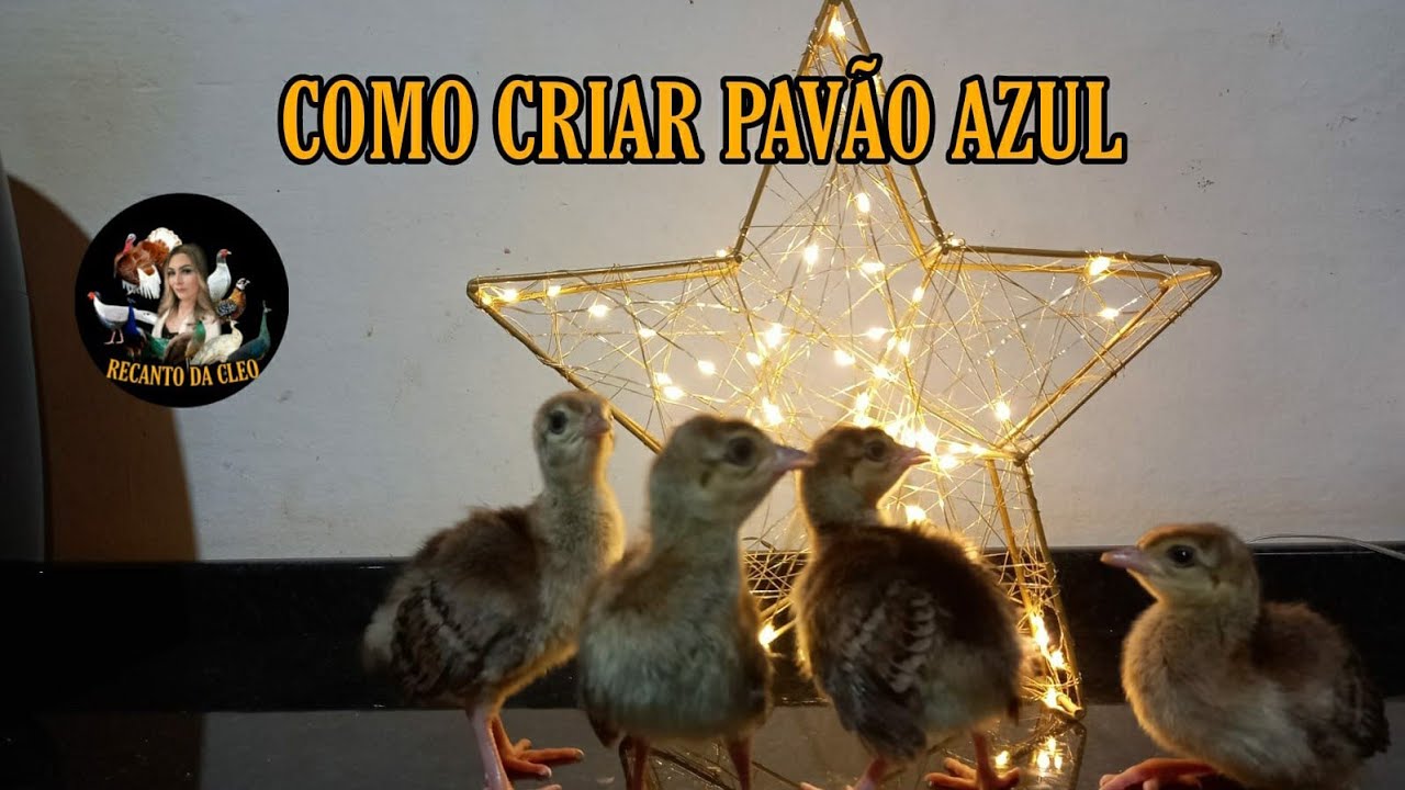 Como criar pavão azul ? - YouTube